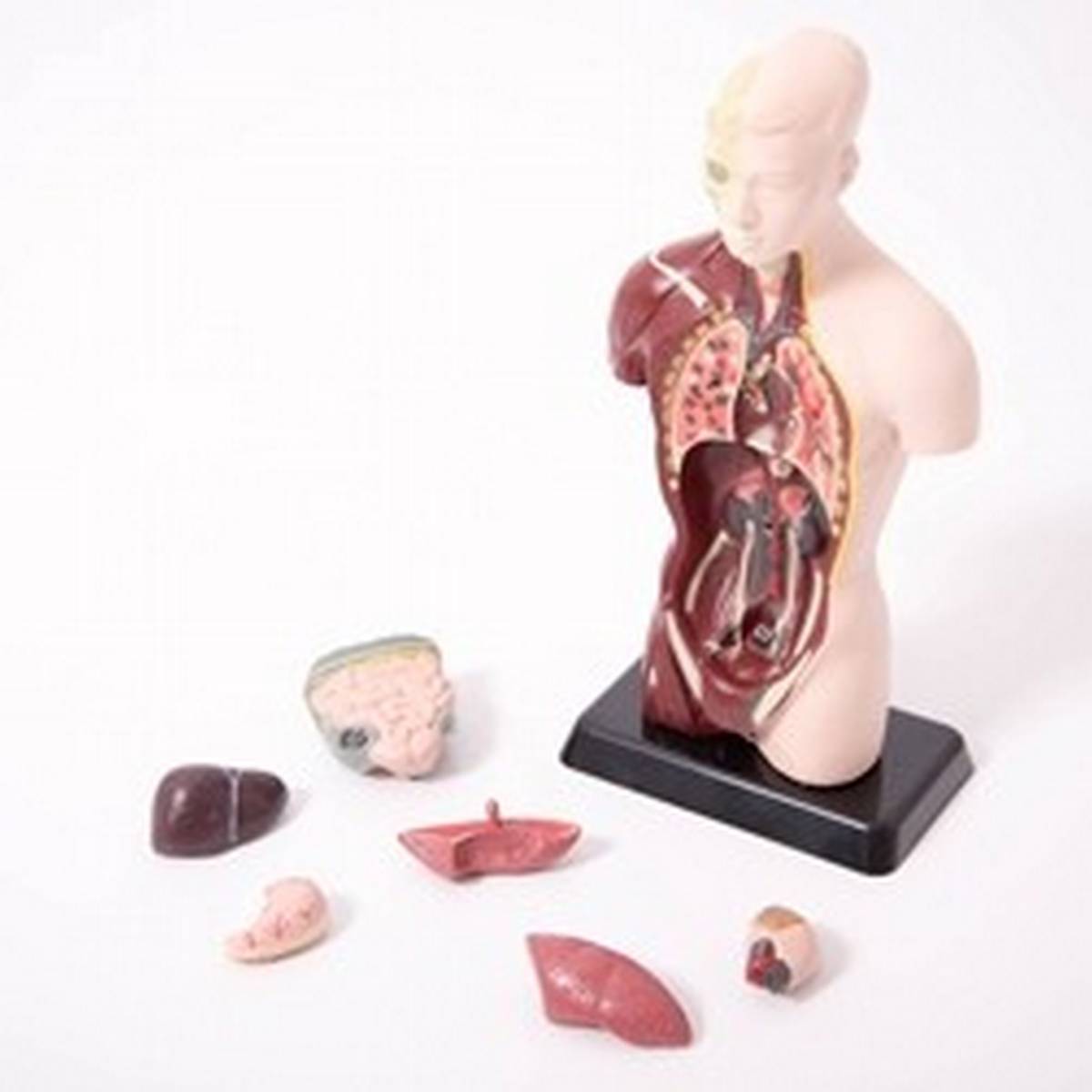Quarter-Scale Anatomical Torso – ABC School Supplies